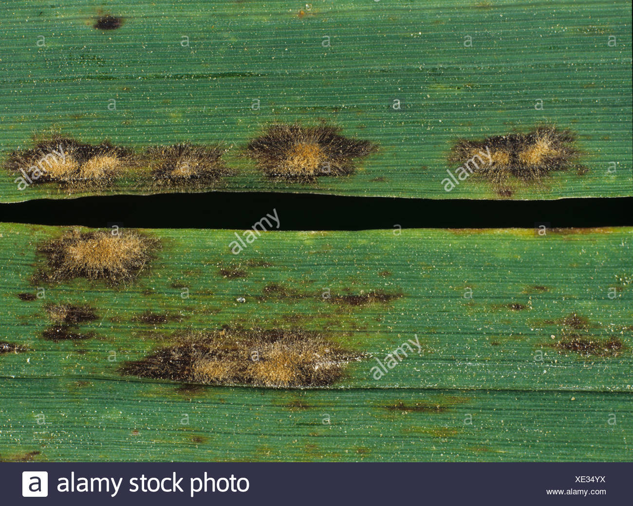 Hyperparasite Stock Photos & Hyperparasite Stock Images - Alamy