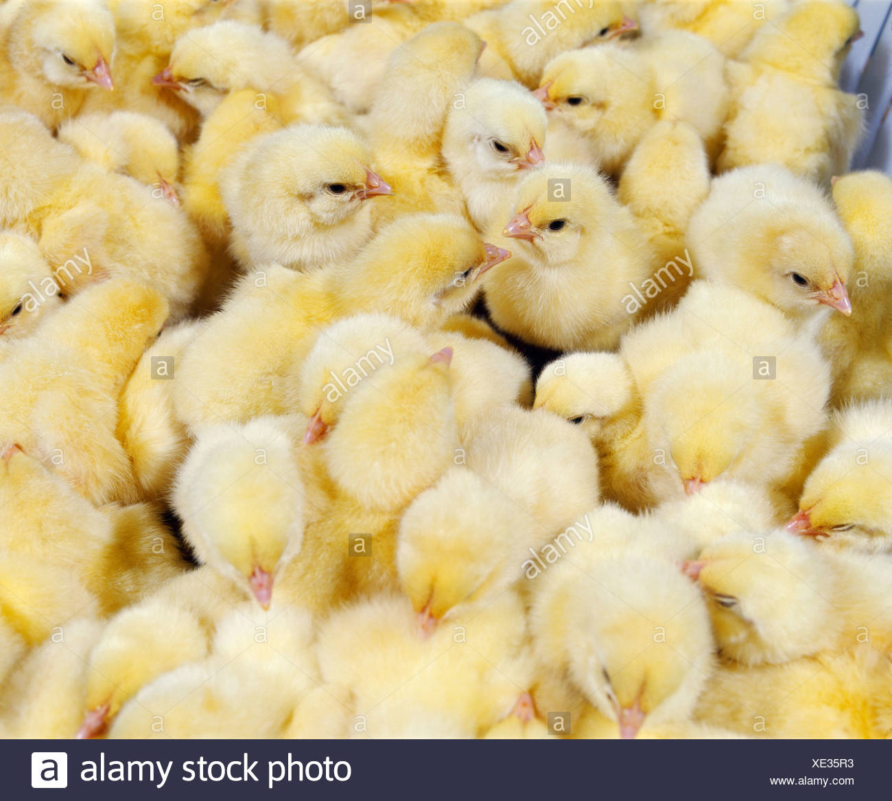 Broiler Chicks High Resolution Stock Photography and Images - Alamy