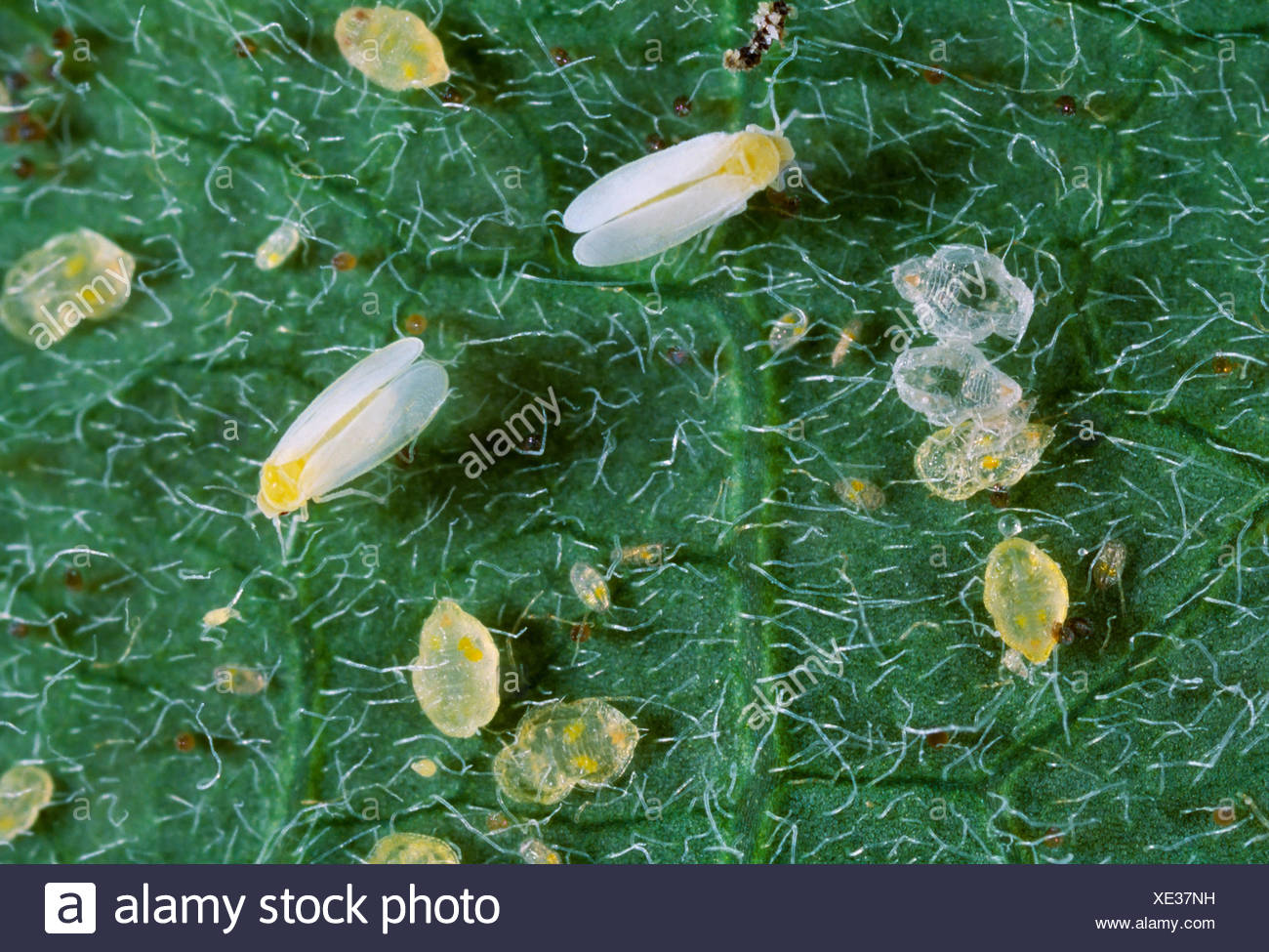Whitefly High Resolution Stock Photography and Images - Alamy