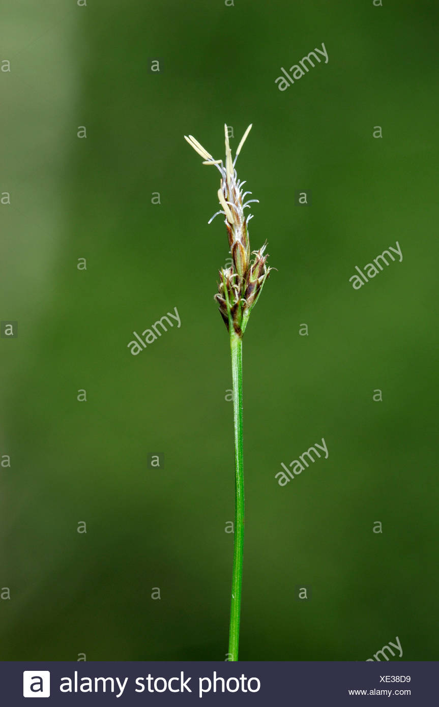Marsh Spike Rush Stock Photos & Marsh Spike Rush Stock Images - Alamy