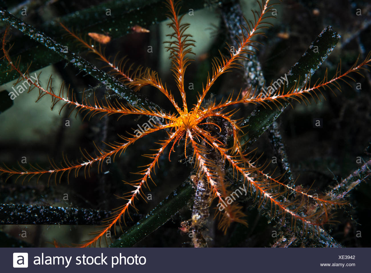 Antedon High Resolution Stock Photography and Images - Alamy