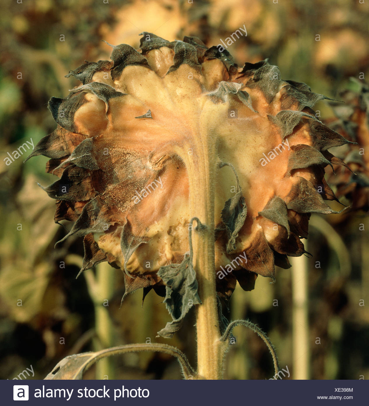 Grey Mould Botrytis Cinerea Mycelium Stock Photos & Grey Mould Botrytis ...