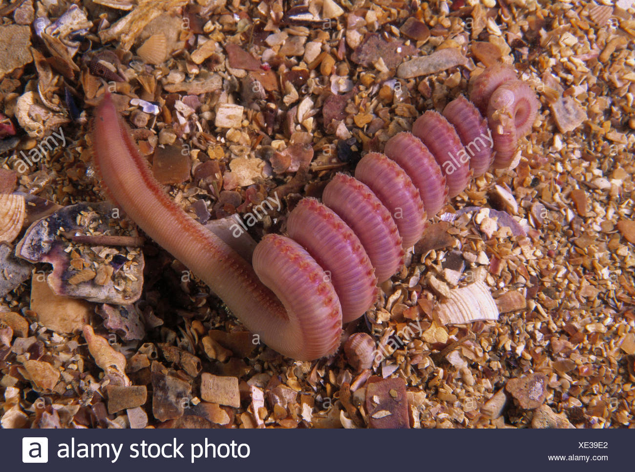 Glycera High Resolution Stock Photography and Images - Alamy