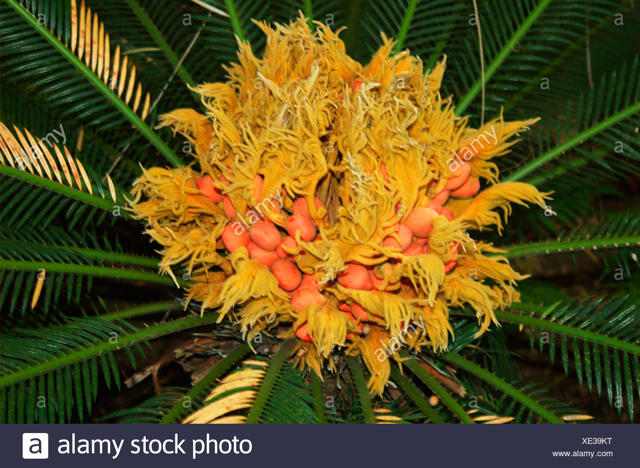Female Sago Palm High Resolution Stock Photography and Images - Alamy