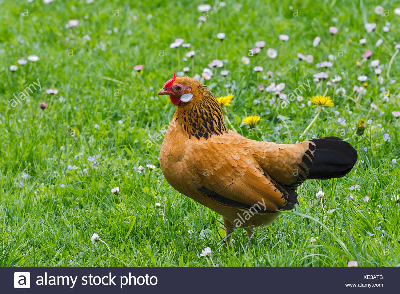 Bantam Gallus Gallus F Domestica High Resolution Stock Photography and ...