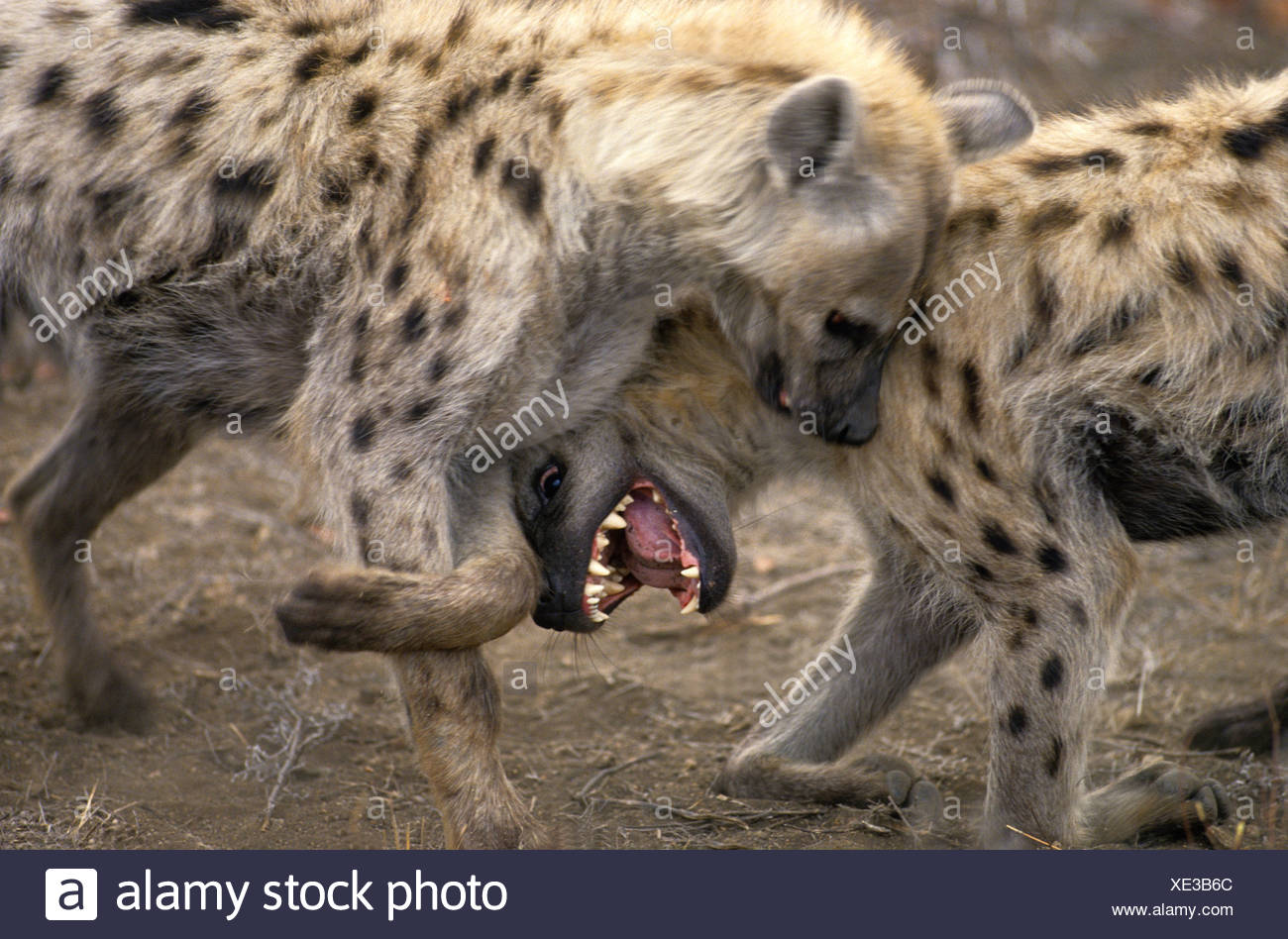 Spotted Hyena Crocuta Crocuta Snarling Stock Photos & Spotted Hyena ...