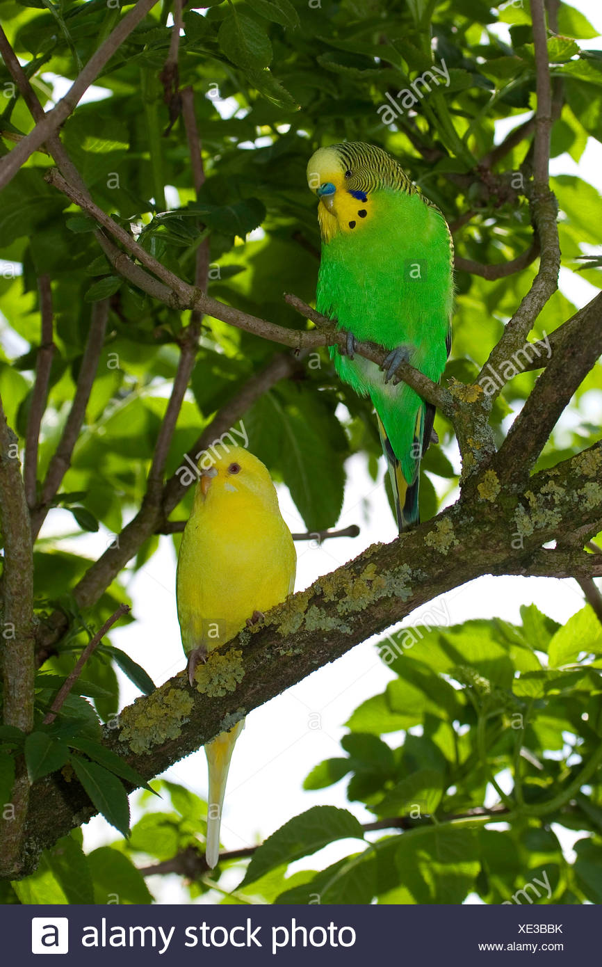 Common Pet Parakeet High Resolution Stock Photography and Images - Alamy