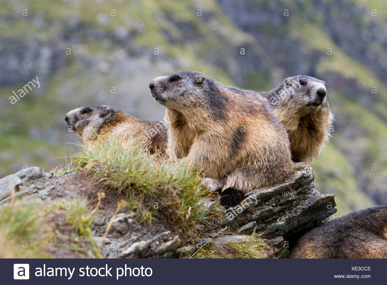 Three Marmots High Resolution Stock Photography and Images - Alamy