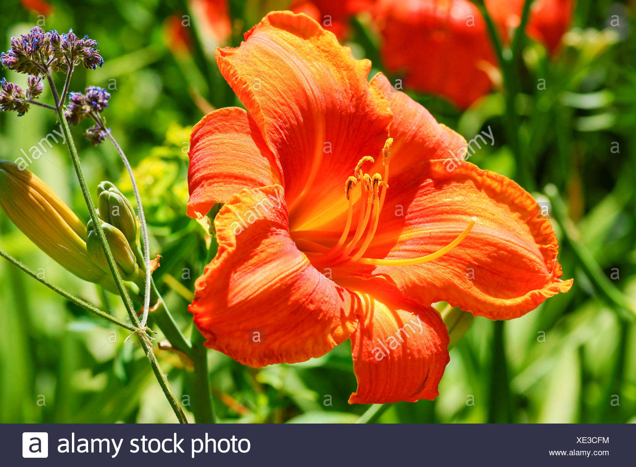 Lilium Sp High Resolution Stock Photography and Images - Alamy