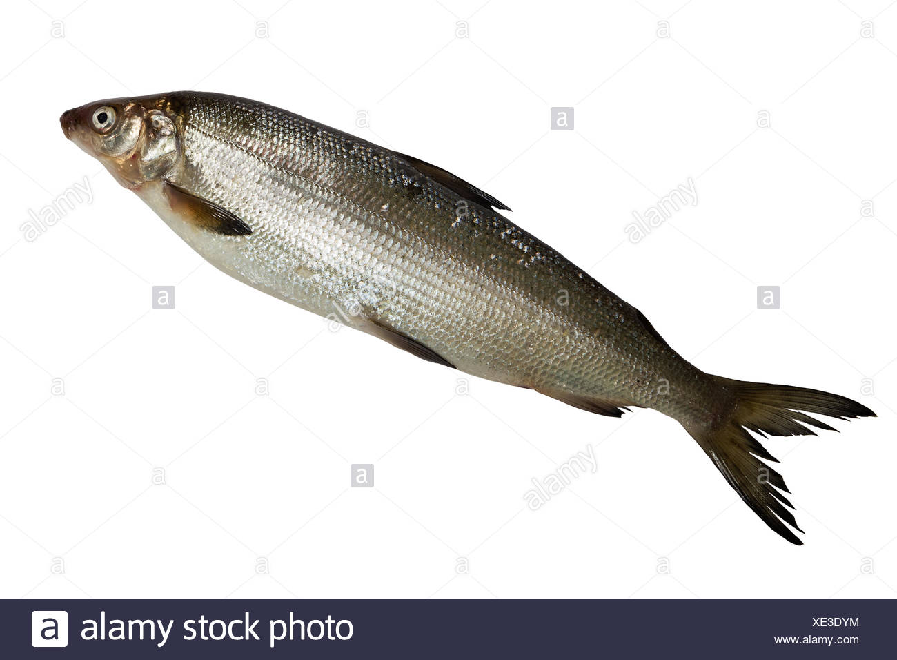 Whitefish High Resolution Stock Photography and Images - Alamy