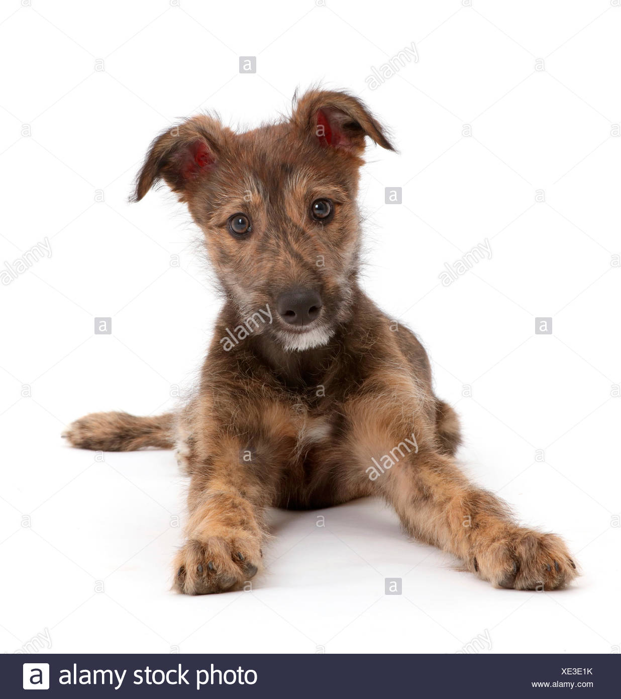 Lurcher Puppies High Resolution Stock Photography and Images - Alamy