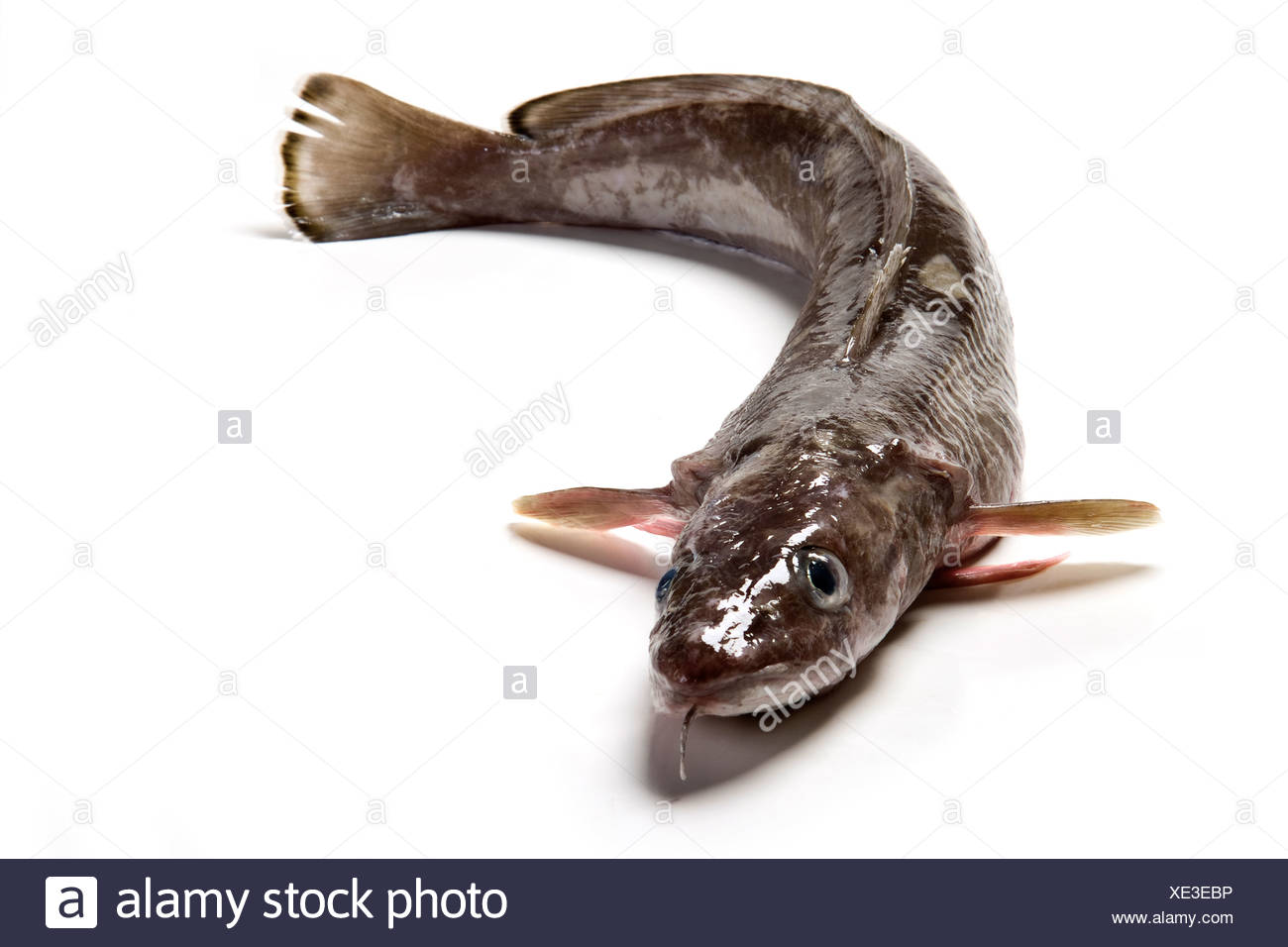 Ling Fish High Resolution Stock Photography and Images - Alamy