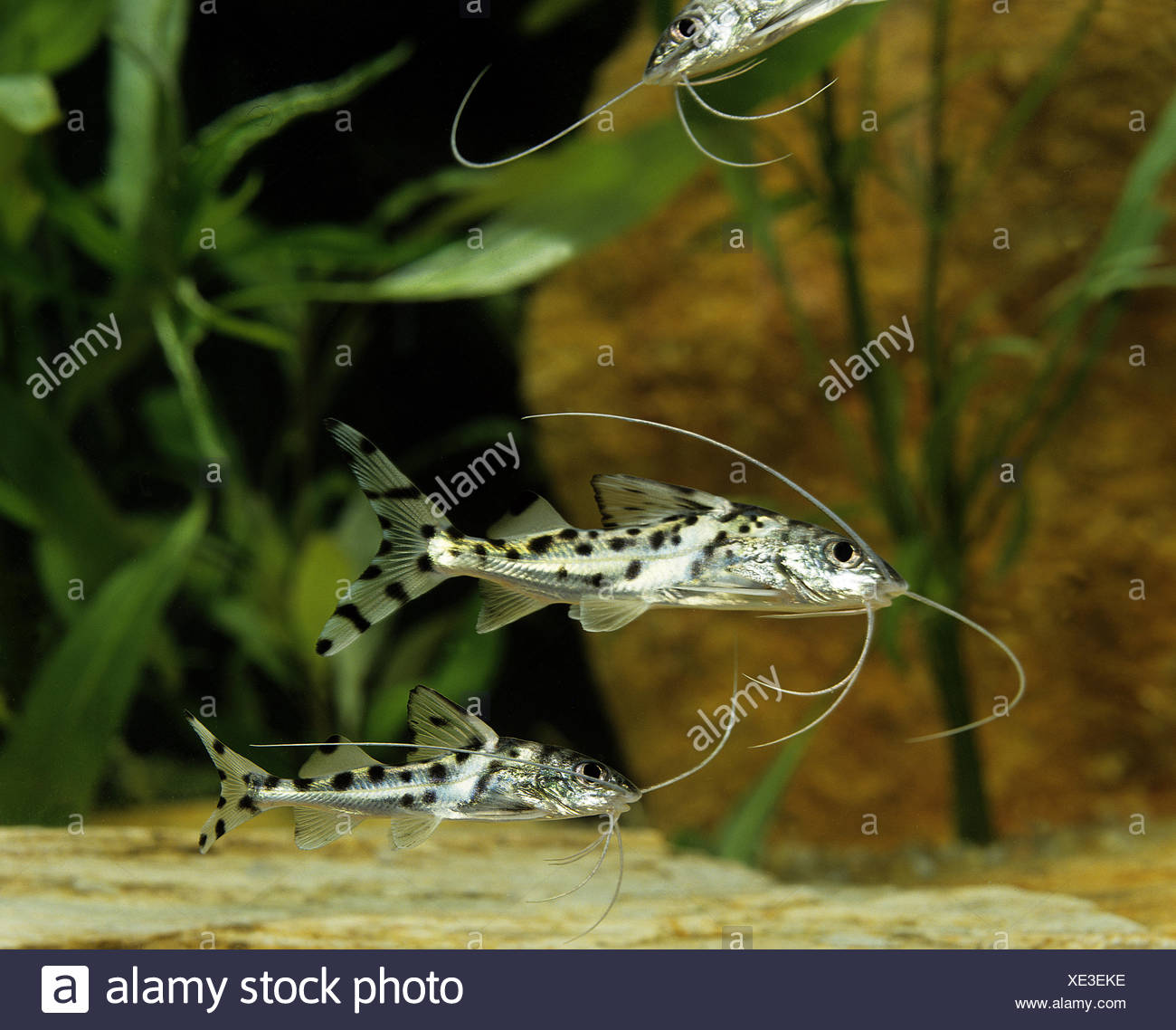 Spotted Pimelodus Or Pictus Catfish Stock Photos & Spotted Pimelodus Or ...