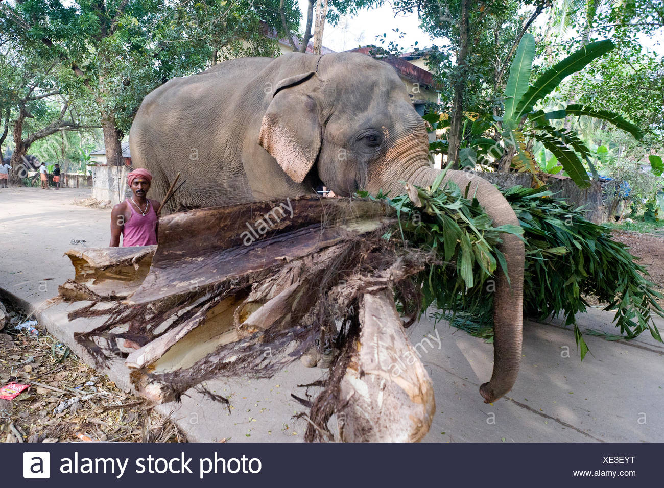 Transporting An Elephant High Resolution Stock Photography and Images ...