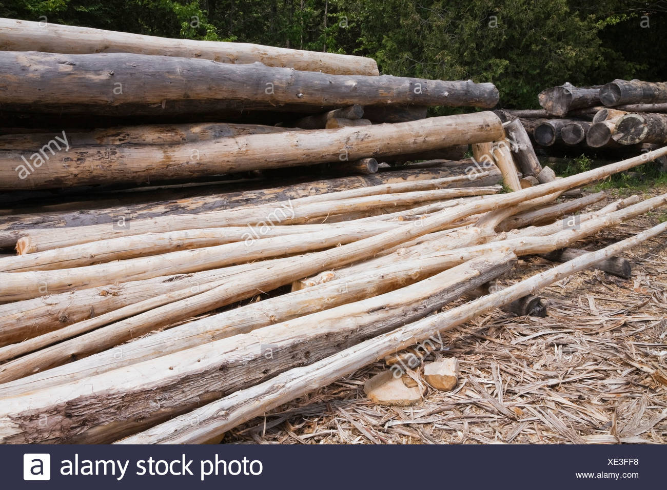 White Pine Stock Photos & White Pine Stock Images - Alamy