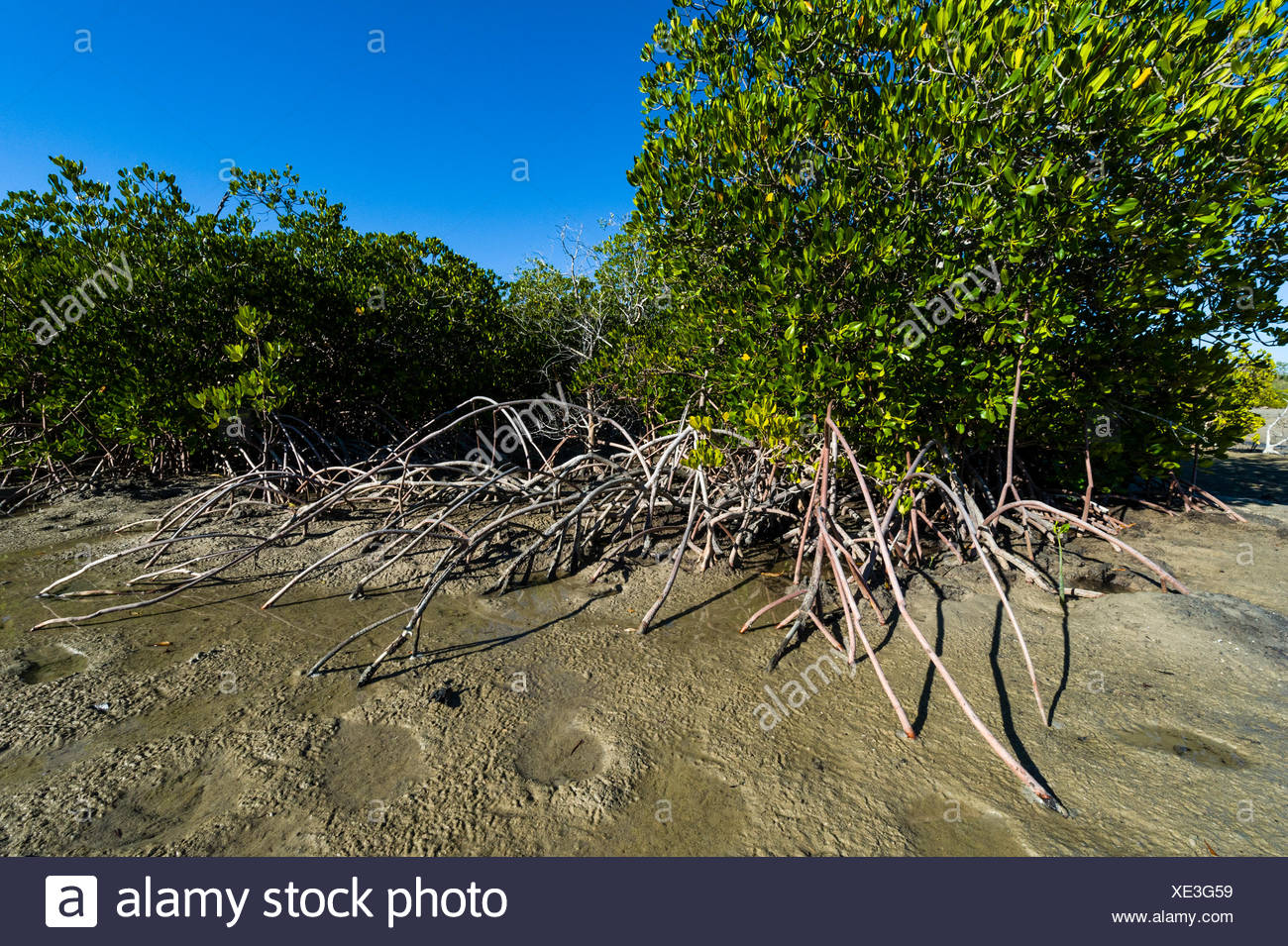Rhizophora Stylosa High Resolution Stock Photography and Images - Alamy