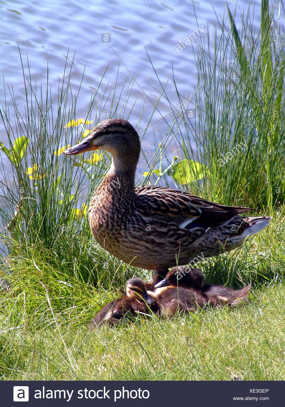 Lucky Duck High Resolution Stock Photography and Images - Alamy