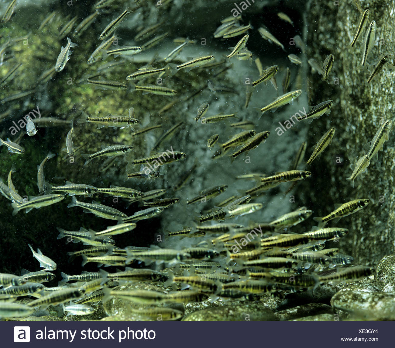 School Of Minnows Stock Photos & School Of Minnows Stock Images - Alamy