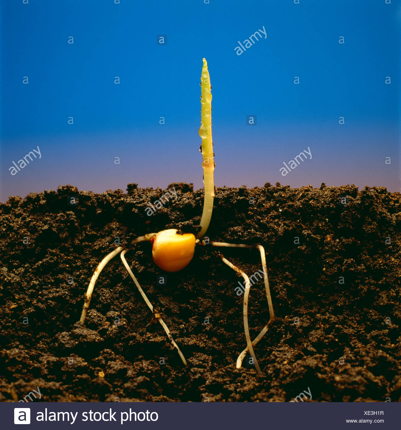 Corn Plant Roots High Resolution Stock Photography and Images - Alamy