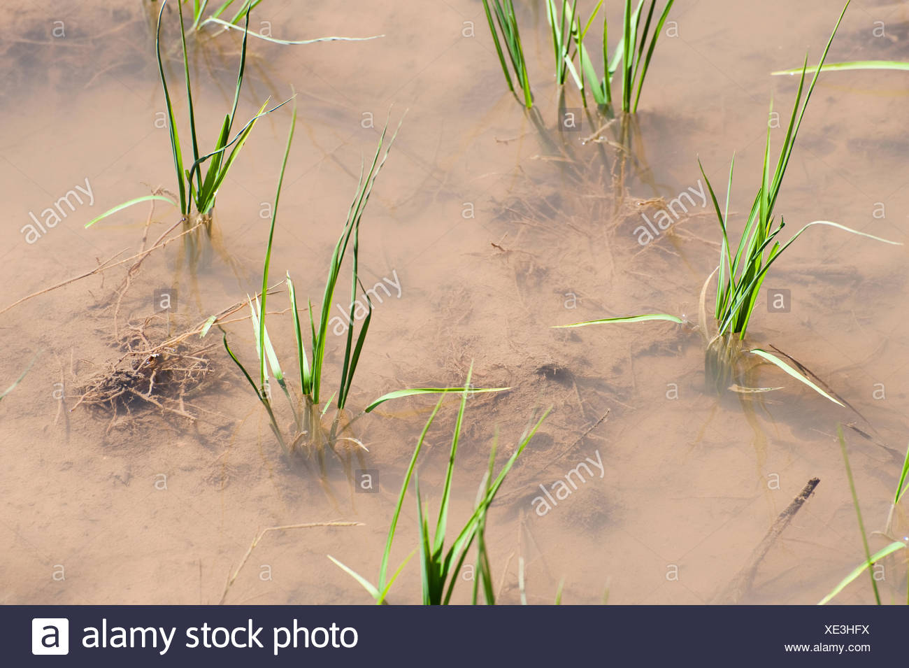 Zizania High Resolution Stock Photography and Images - Alamy