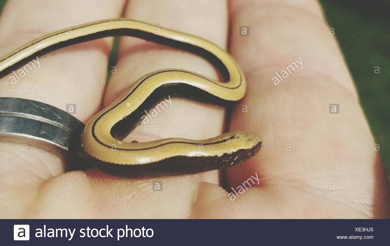 Hand Snake High Resolution Stock Photography and Images - Alamy