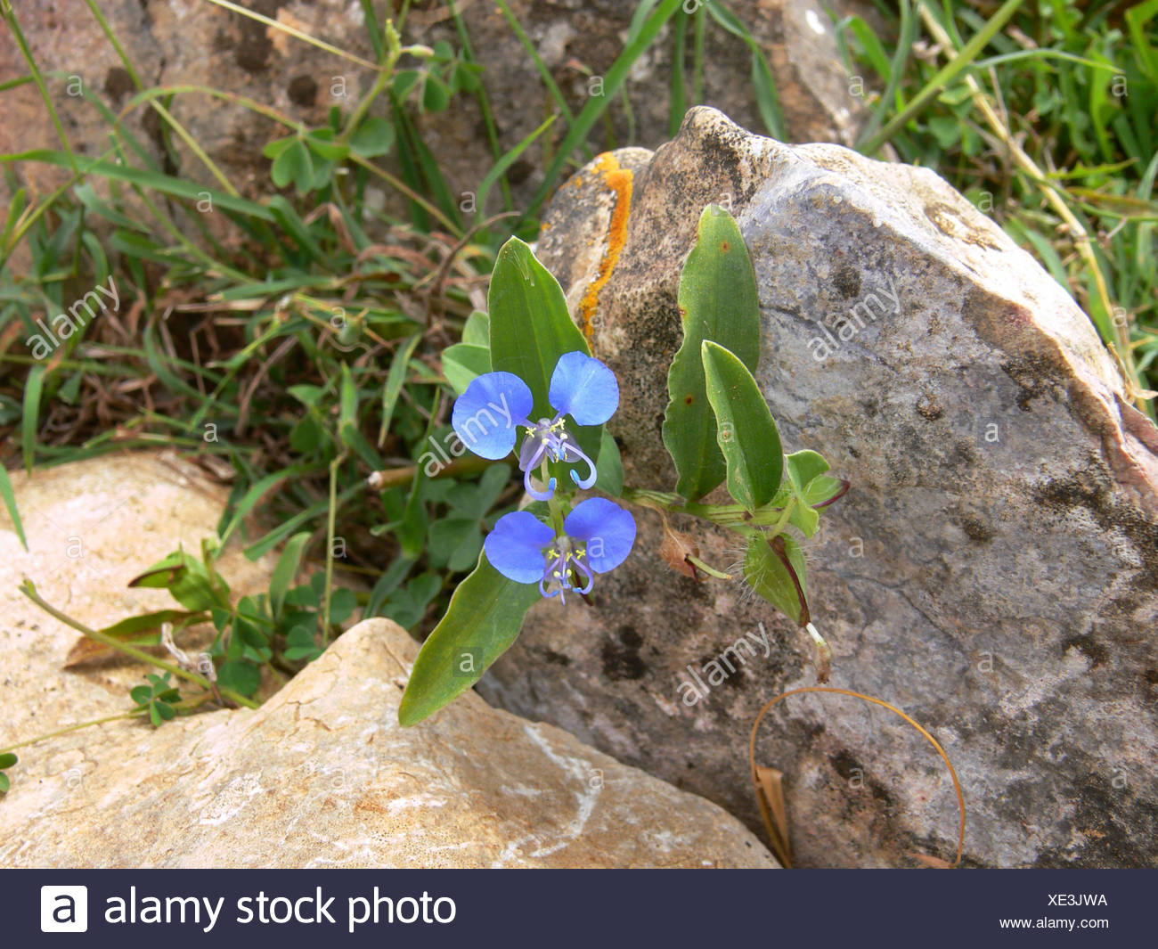 Asean Garden High Resolution Stock Photography and Images - Alamy