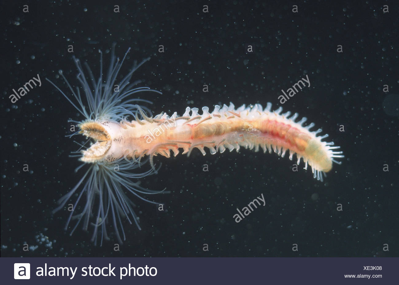 Honeycomb Worm Sabellaria Alveolata High Resolution Stock Photography ...