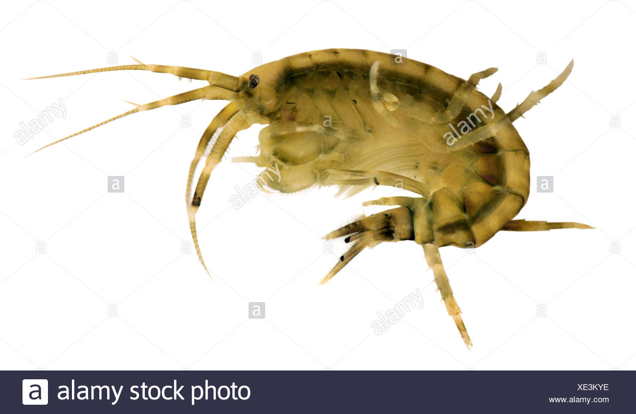 Amphipod Crustacean Stock Photos & Amphipod Crustacean Stock Images - Alamy