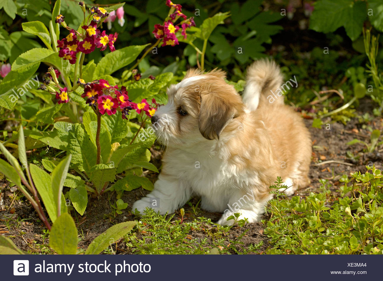 Bichon Havanais High Resolution Stock Photography and Images - Alamy