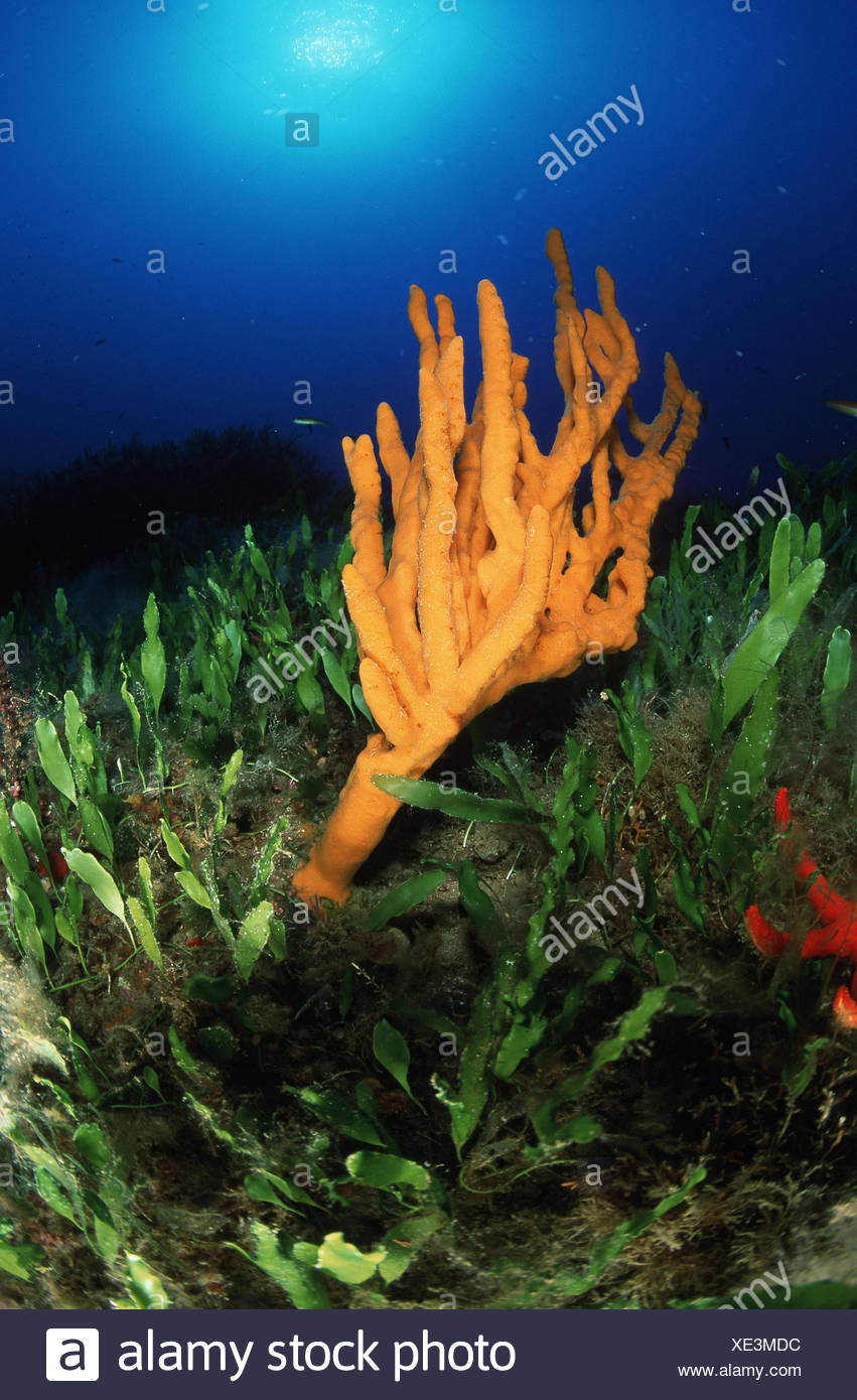 Axinella Polypoides High Resolution Stock Photography and Images - Alamy