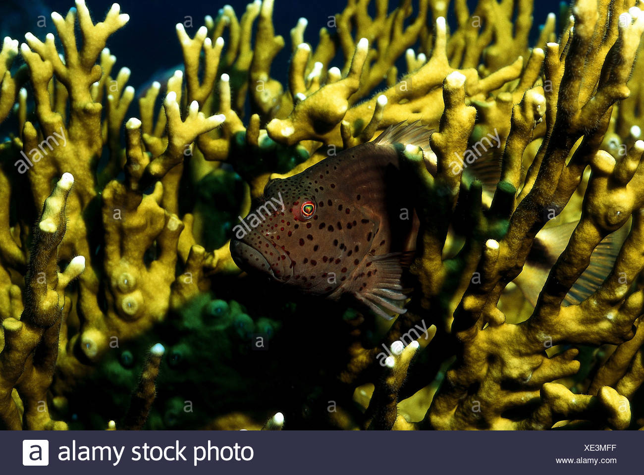 Sea Pac High Resolution Stock Photography and Images - Alamy