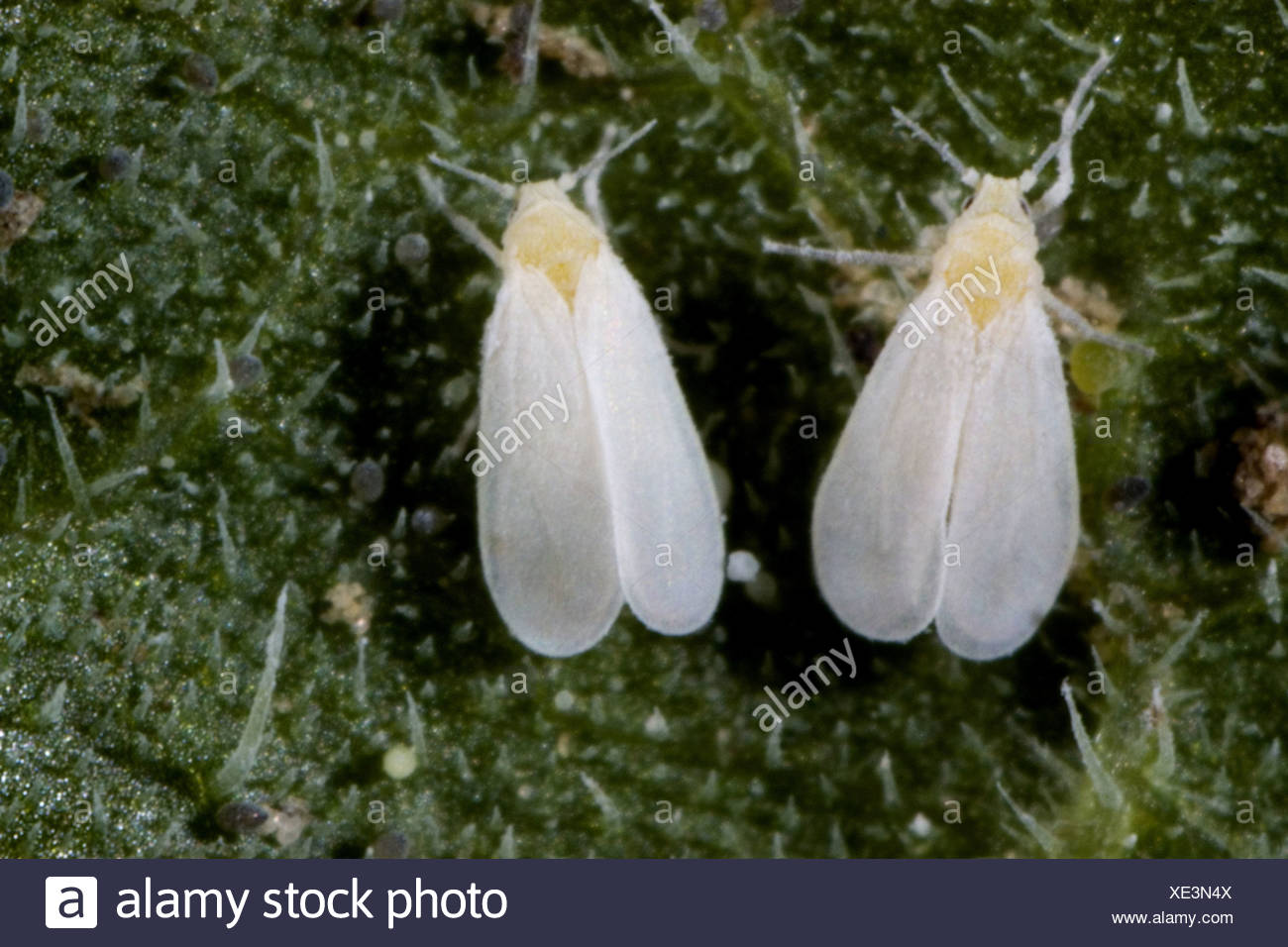 Trialeurodes Stock Photos & Trialeurodes Stock Images - Alamy