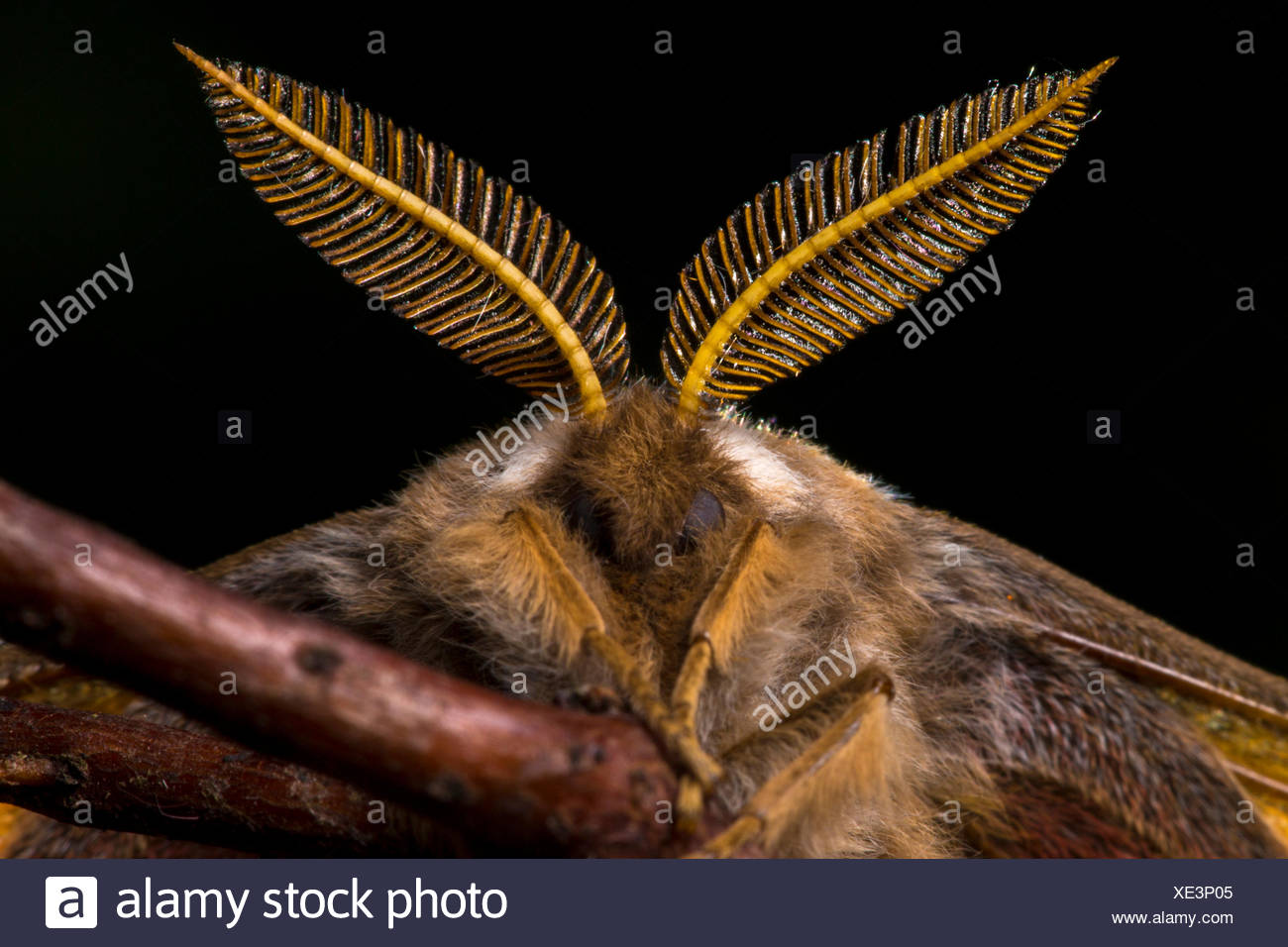 Plumose Antennae High Resolution Stock Photography and Images - Alamy