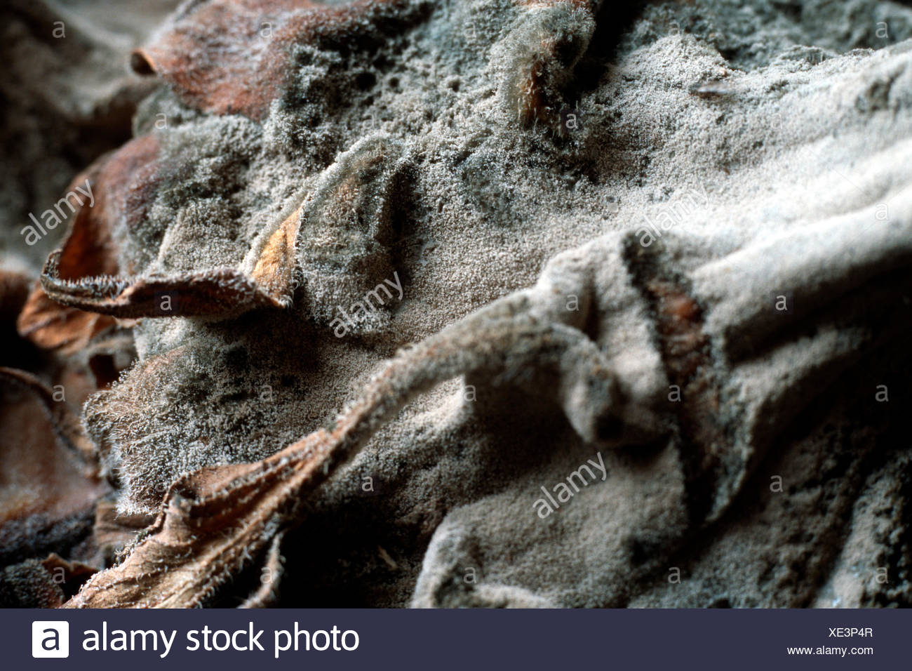 Botrytis Cinerea High Resolution Stock Photography and Images - Alamy