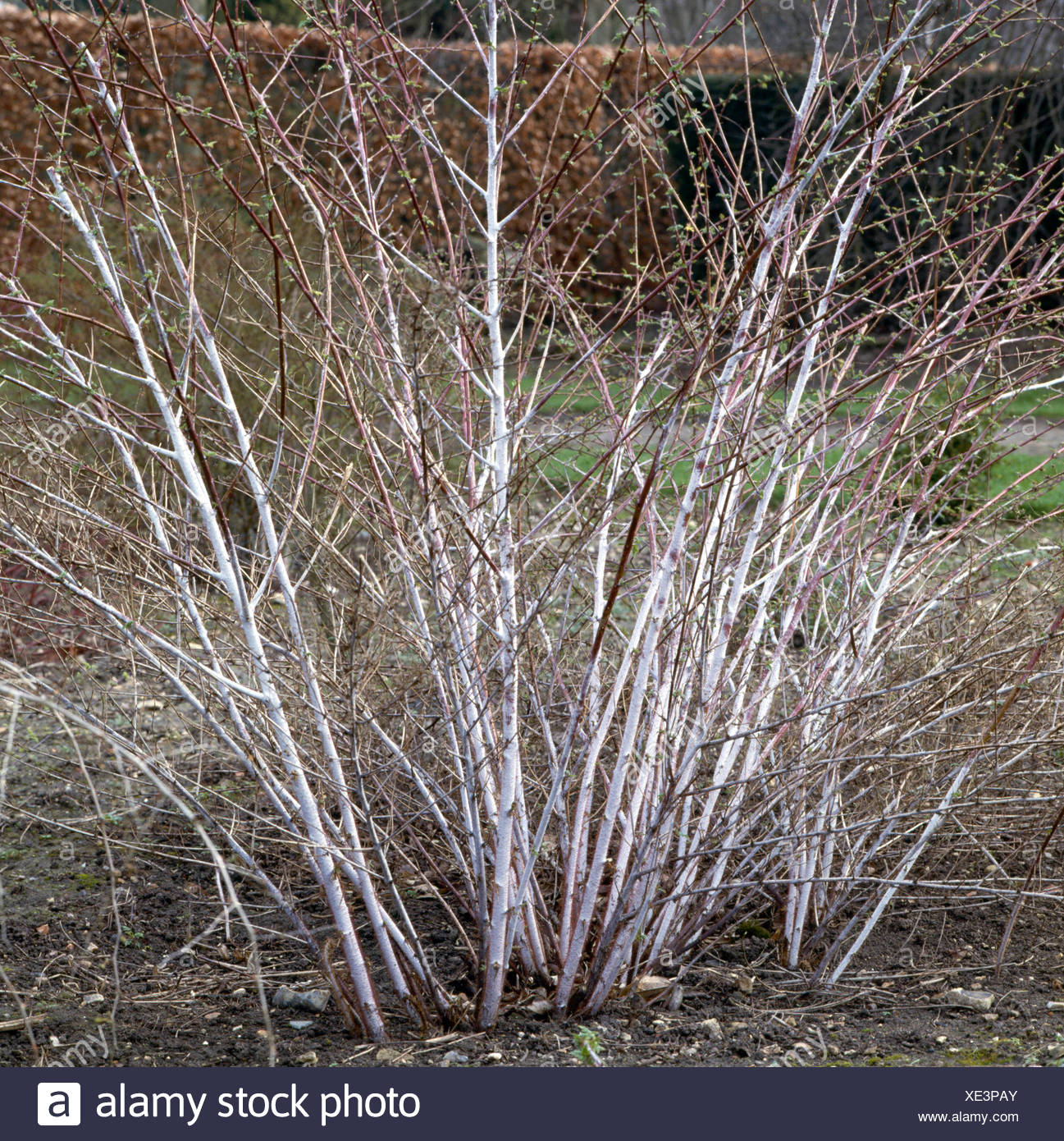 Rubus Thibetanus Stock Photos & Rubus Thibetanus Stock Images - Alamy