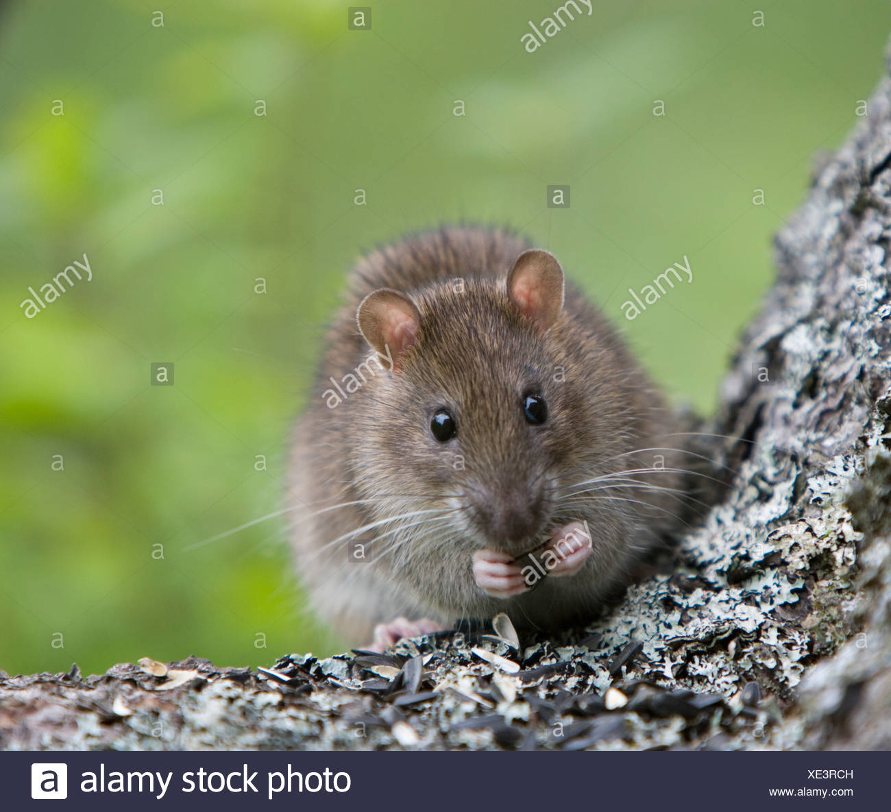 Norwegian Rat High Resolution Stock Photography and Images - Alamy