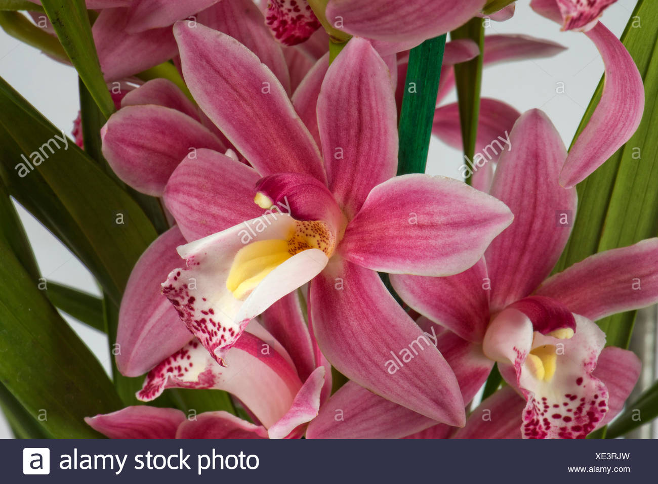 Cymbidium Orchid High Resolution Stock Photography and Images - Alamy