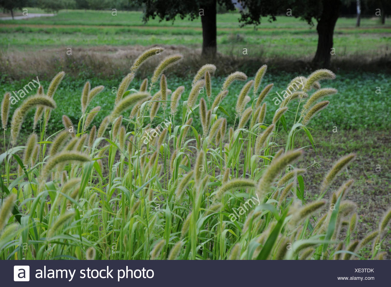 Foxtail Millet High Resolution Stock Photography and Images - Alamy