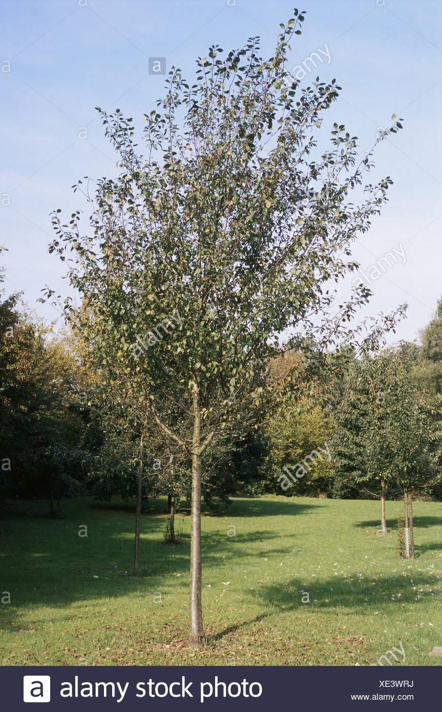 Damson Plum Tree Stock Photos & Damson Plum Tree Stock Images - Alamy