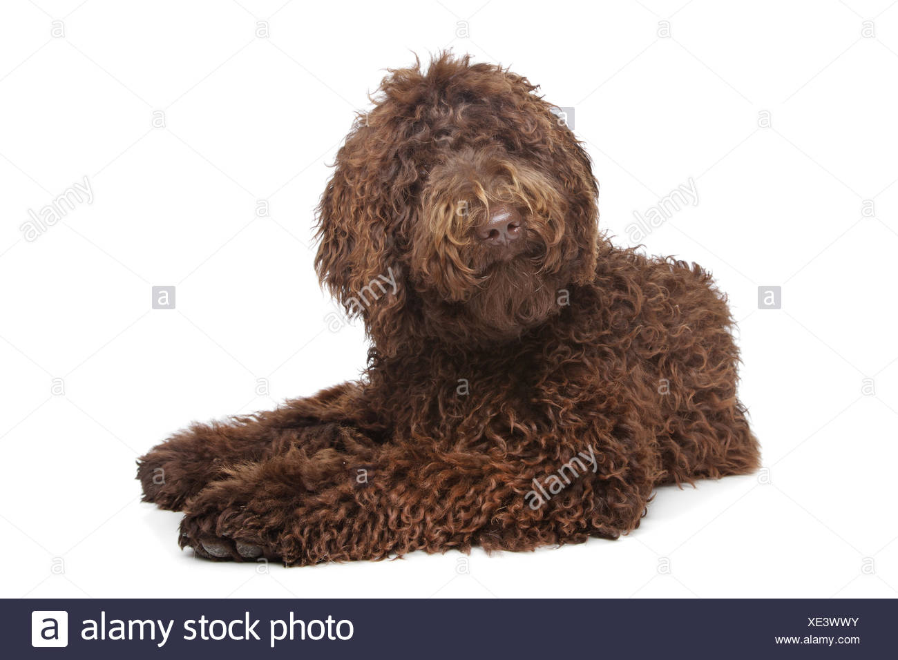 Labradoodle Brown High Resolution Stock Photography and Images - Alamy
