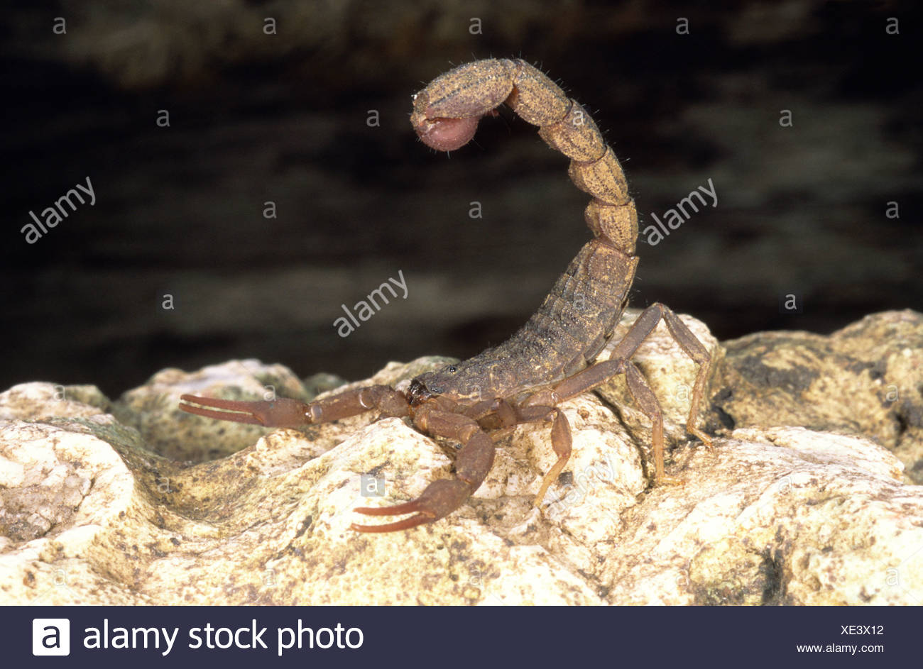 Mesobuthus High Resolution Stock Photography and Images - Alamy