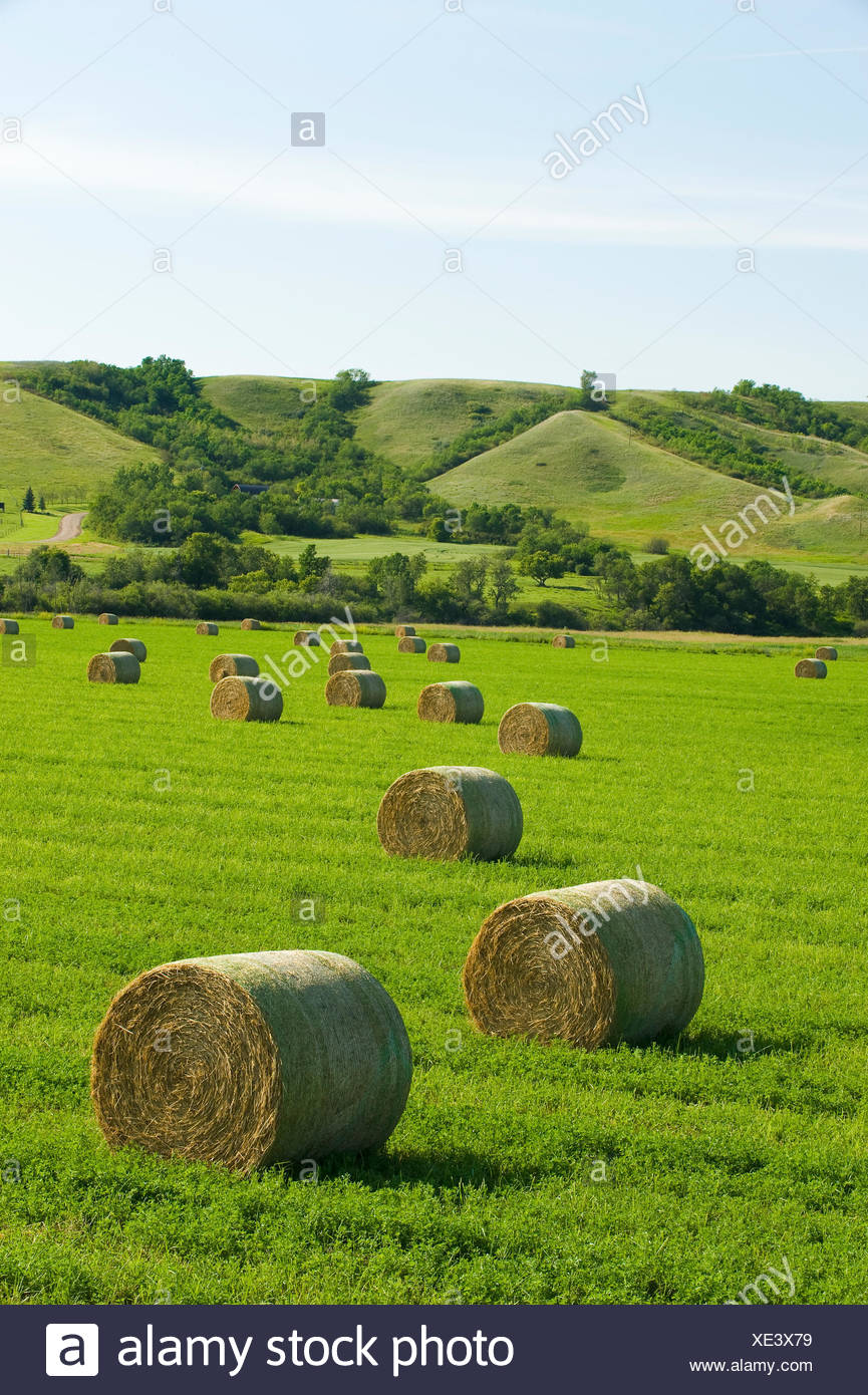 Alfalfa Hay Bales High Resolution Stock Photography and Images - Alamy