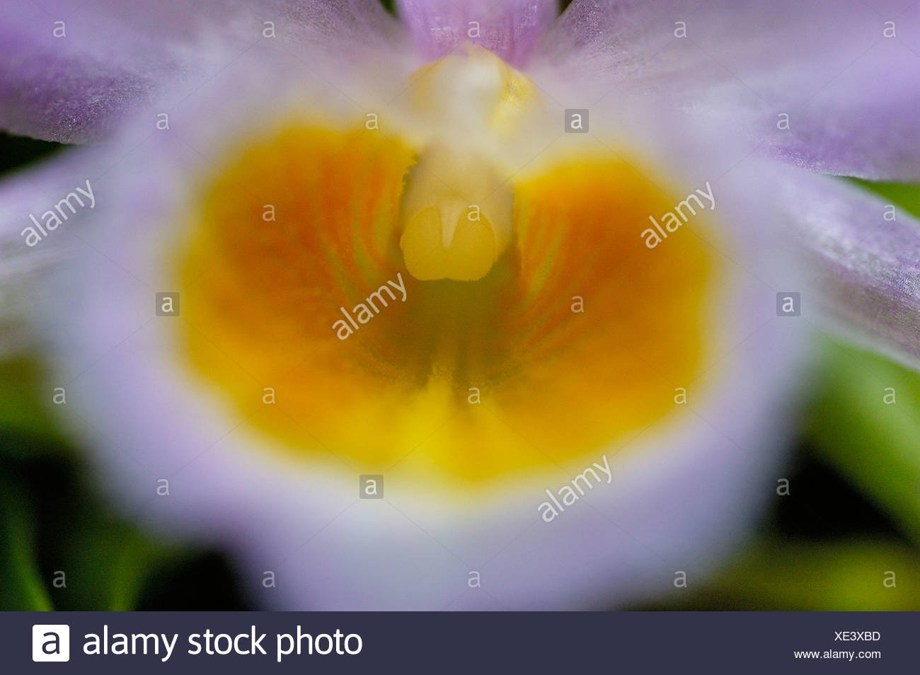 Labiate Plants High Resolution Stock Photography and Images - Alamy