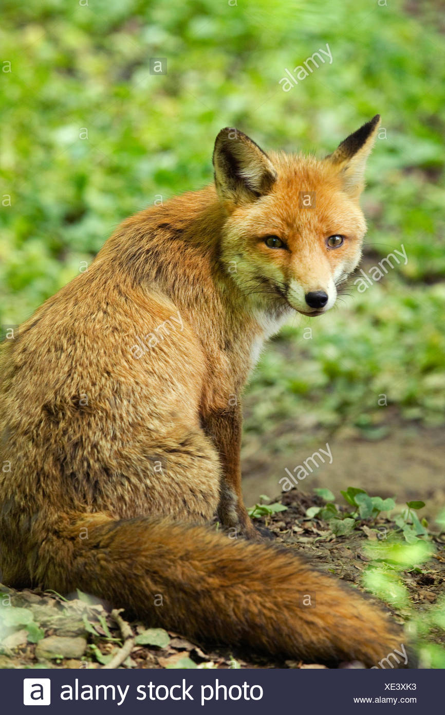 Rear View Of Foxes High Resolution Stock Photography and Images - Alamy