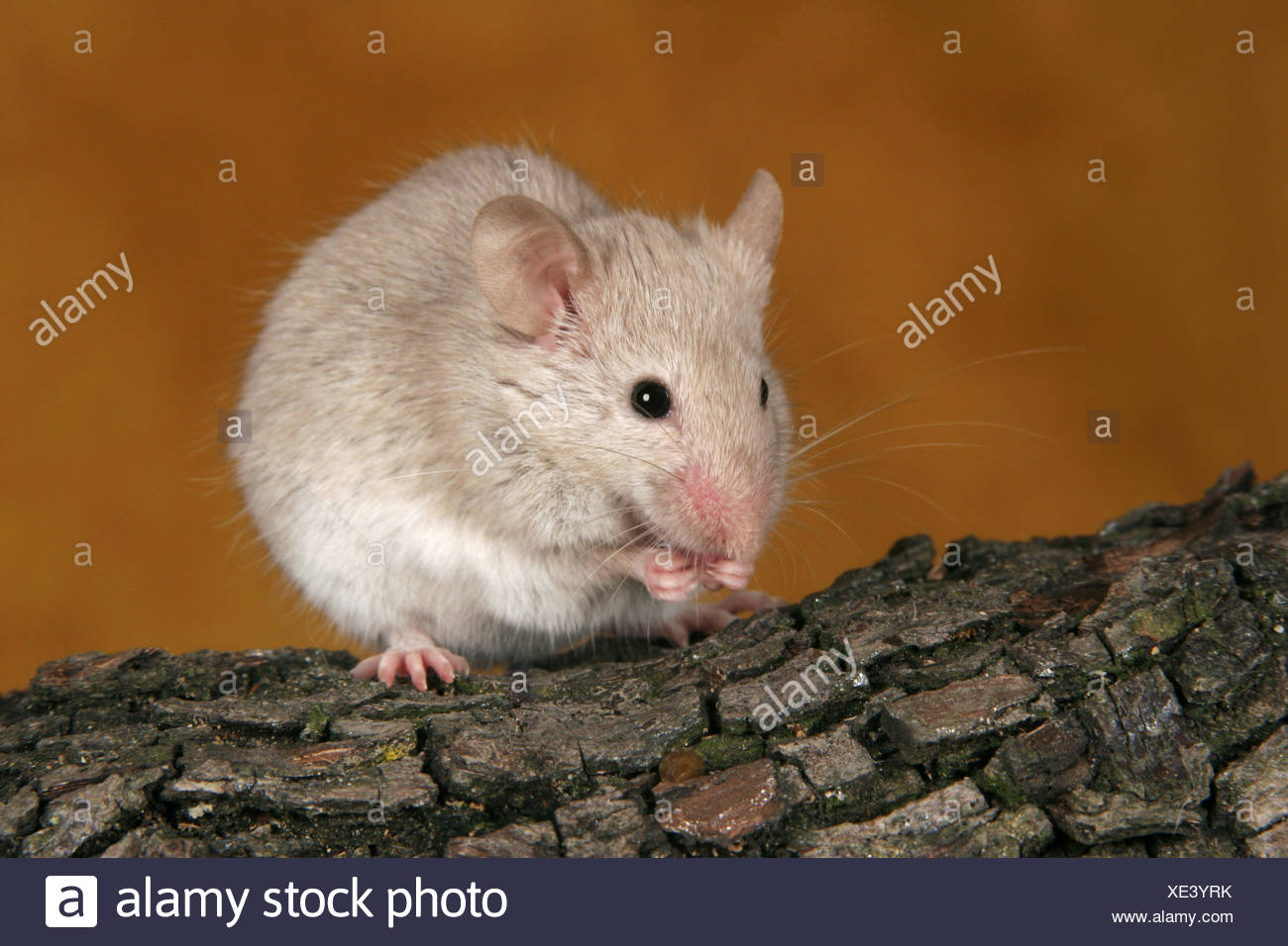 Mouse Gnawing High Resolution Stock Photography and Images - Alamy