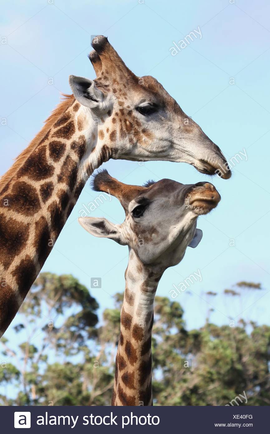 Kissing Giraffe Stock Photos & Kissing Giraffe Stock Images - Alamy