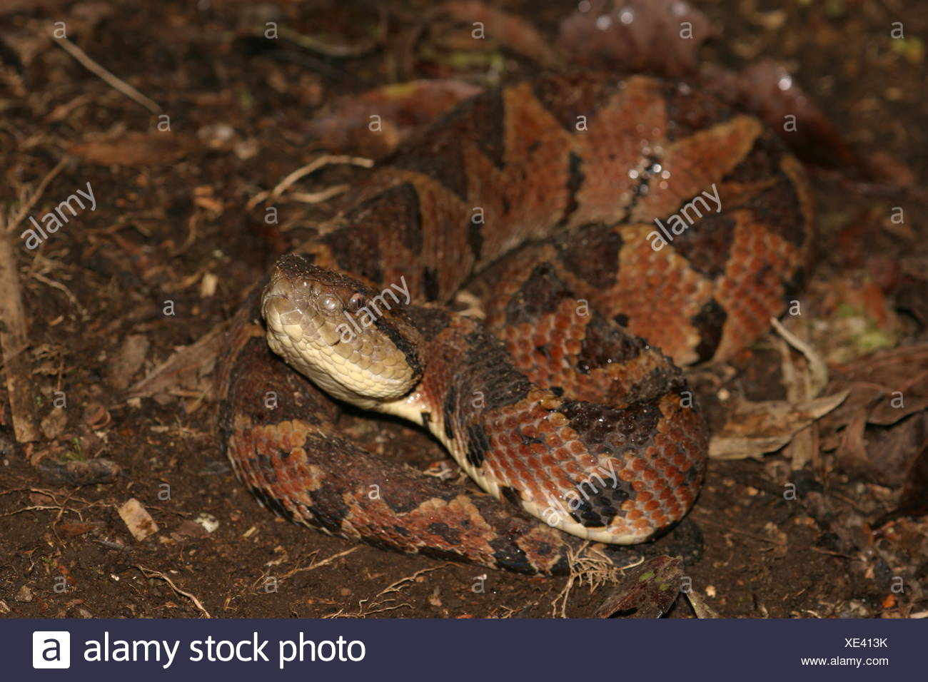 Jumping Pit Viper Stock Photos & Jumping Pit Viper Stock Images - Alamy