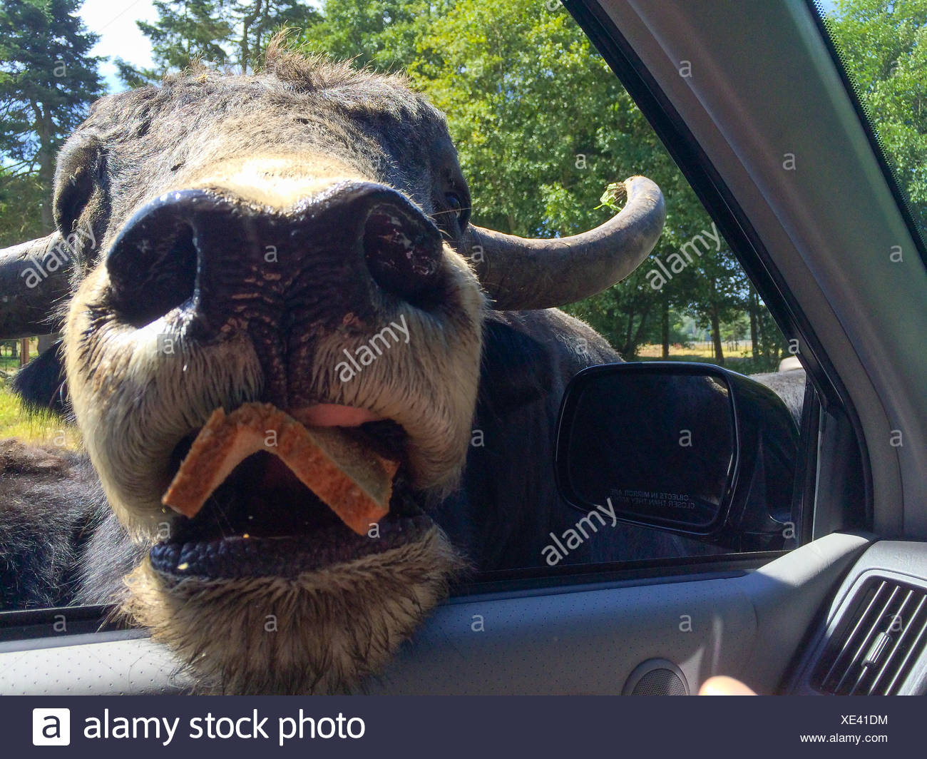 American Bison Bison Bison High Resolution Stock Photography and Images ...