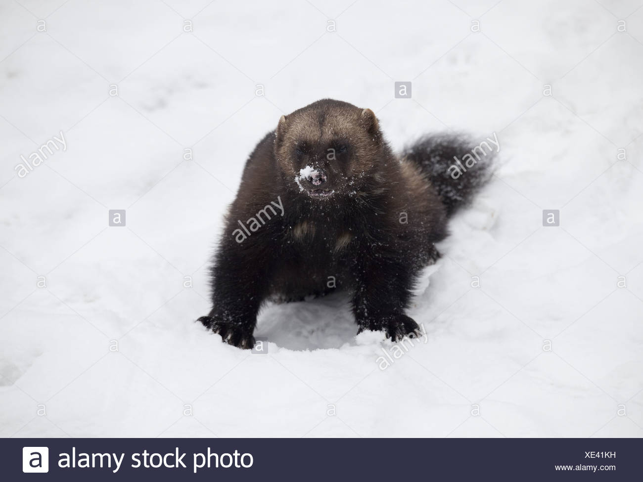 Wolverine Snow Stock Photos & Wolverine Snow Stock Images - Alamy