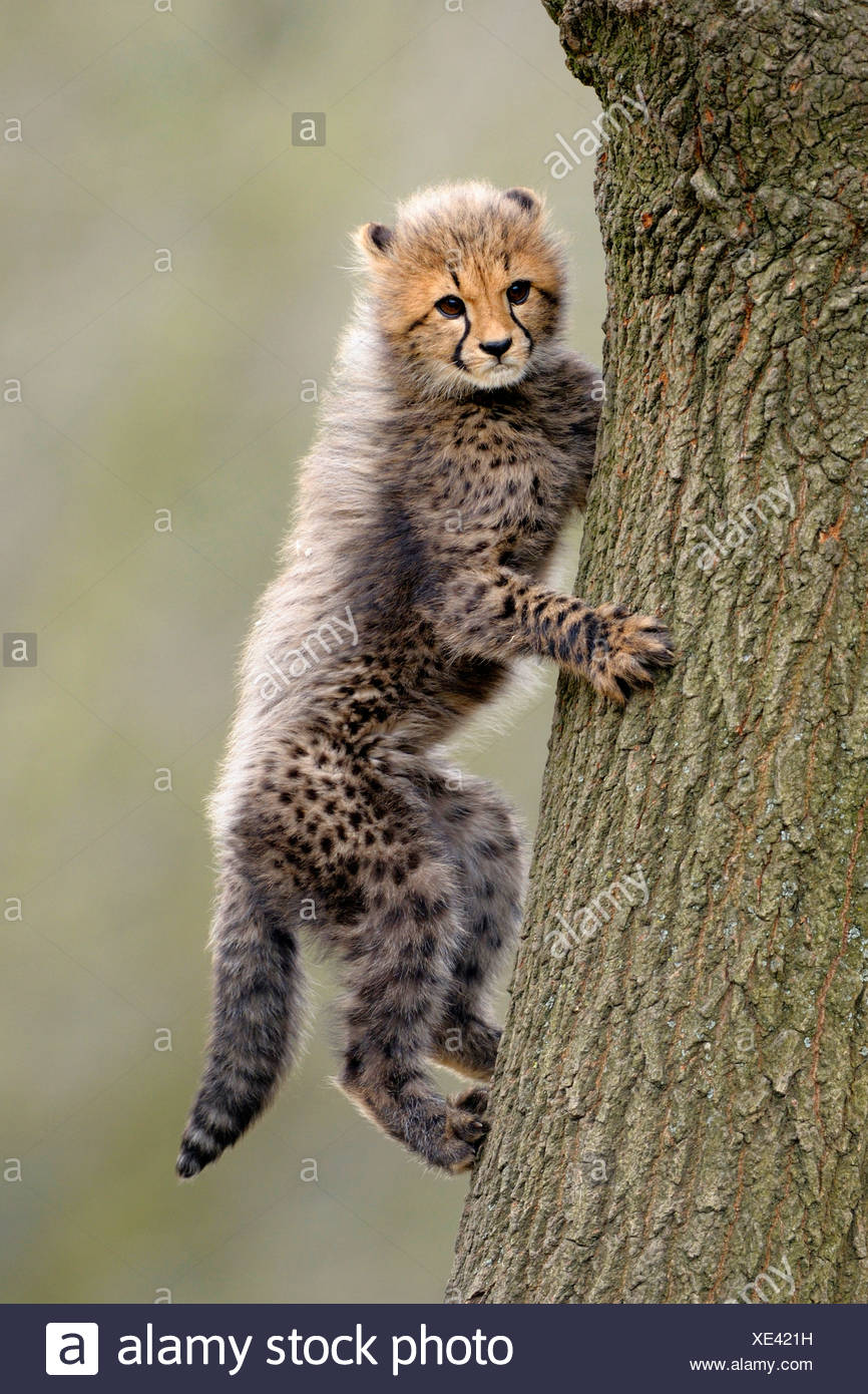 Cheetah Jump High Resolution Stock Photography and Images - Alamy